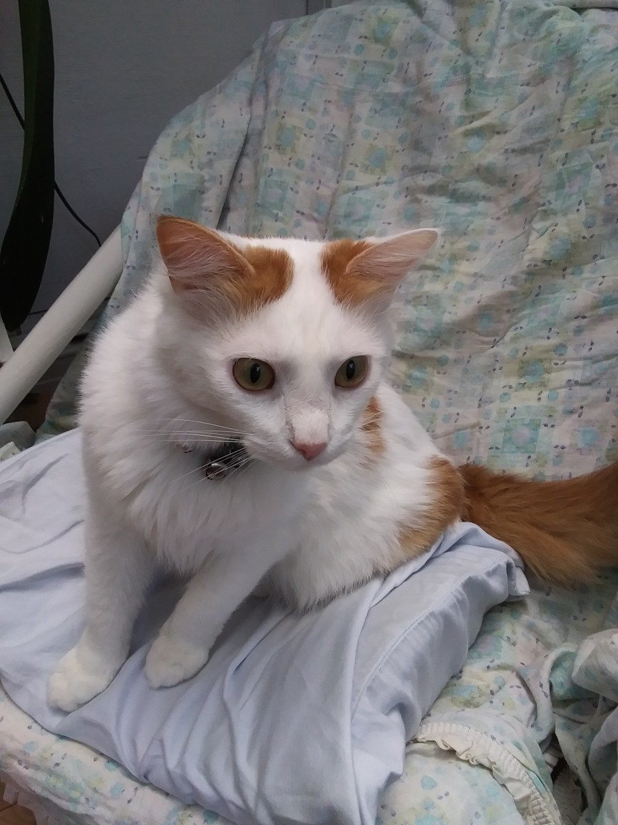 Adios August! Don’t let the cat swat you on your way out | T. L. Sherwood